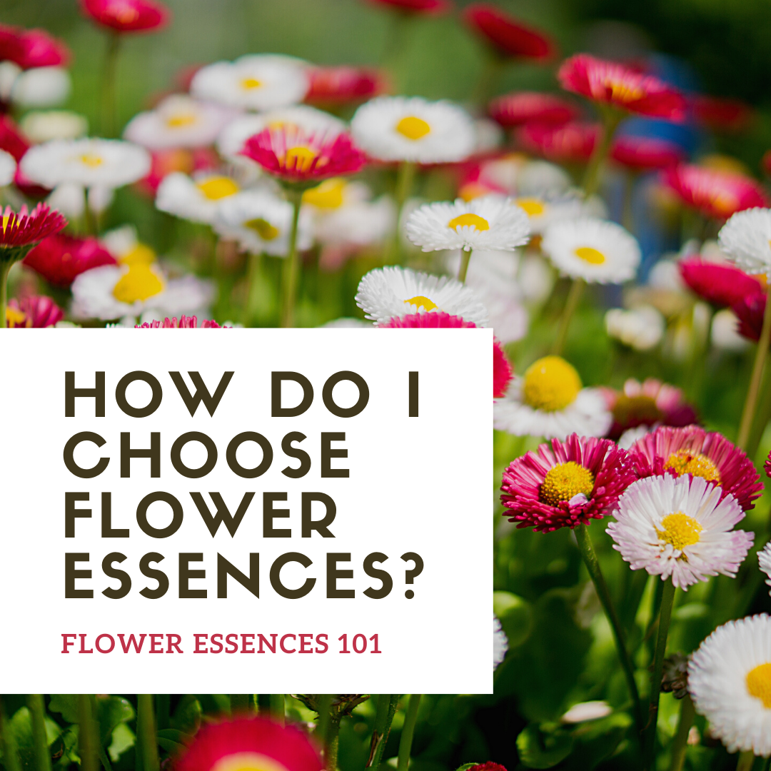 Flower Essences 101: How to Choose Flower Essences - Inner Plant Wisdom