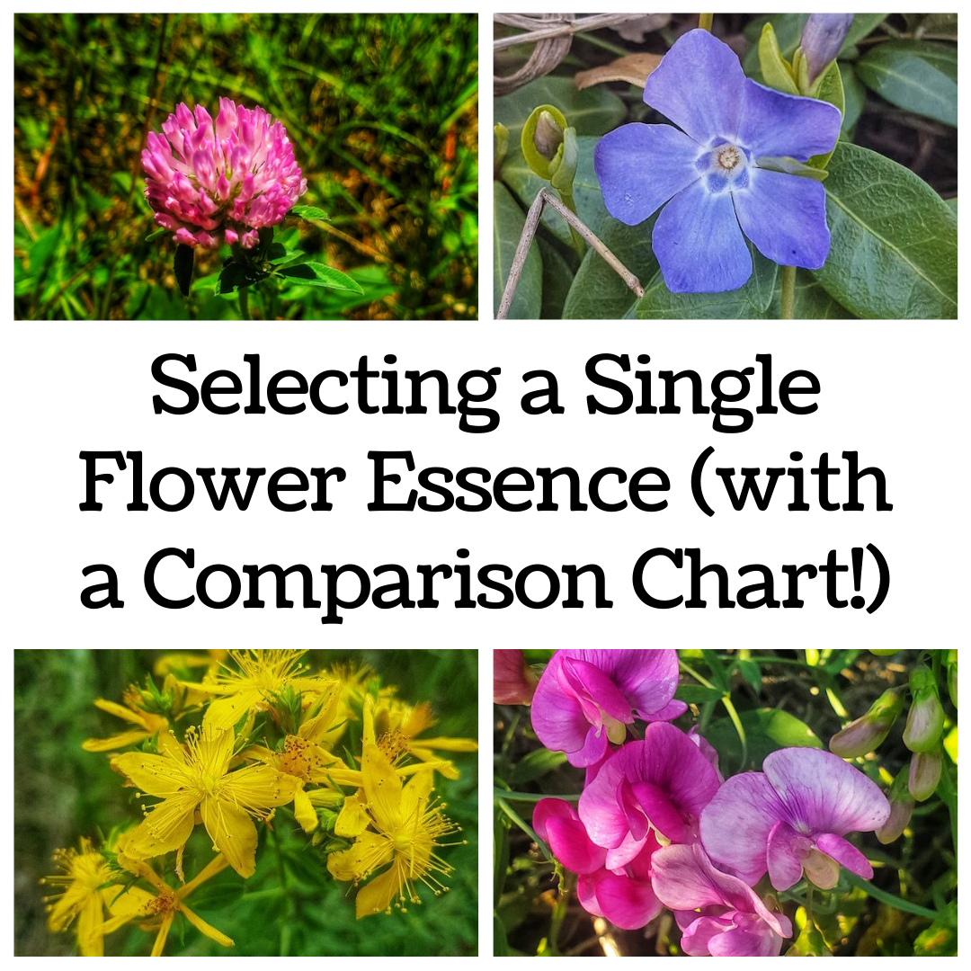 How to Select a Single Flower Essence (with a Handy Comparison Chart ...