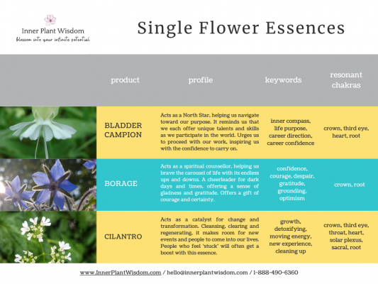 How to Select a Single Flower Essence (with a Handy Comparison Chart ...